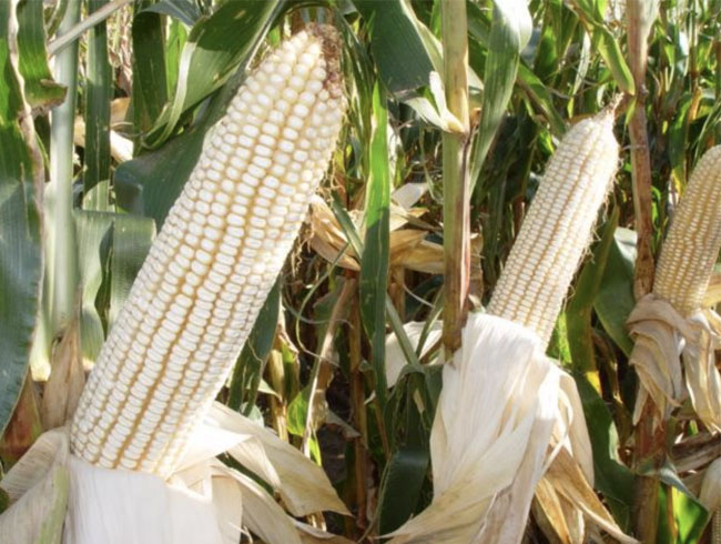 JFS and Associates, LTD - Our Non GMO Hybrids
