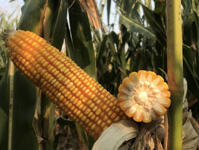JFS and Associates, LTD - Our Non GMO Hybrids