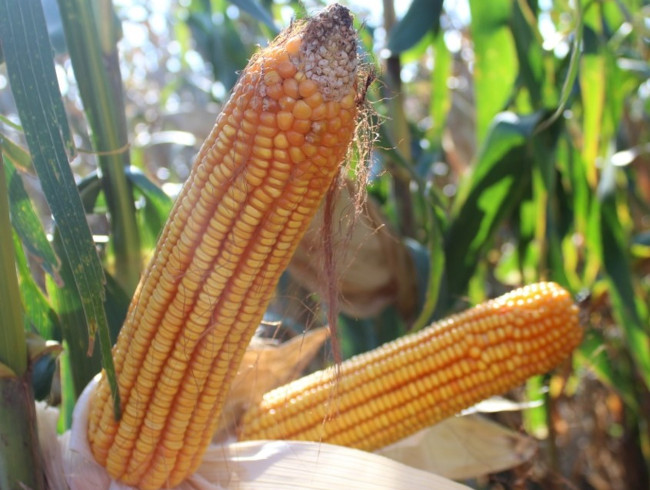 JFS and Associates, LTD - Our Non GMO Hybrids