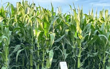 Corn Hybrids Archives - JFS and Associates Ltd. | Strissel Hybrids